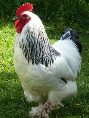 Unsere Sundheimer - sundheimer-allgaeu Webseite!