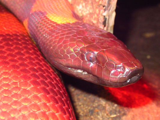 Bothrochilus Boa - reptilien-toms Webseite!