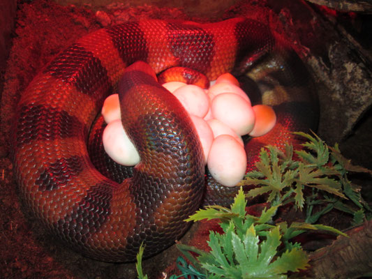 Bothrochilus Boa - reptilien-toms Webseite!