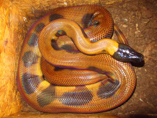 Bothrochilus Boa - reptilien-toms Webseite!