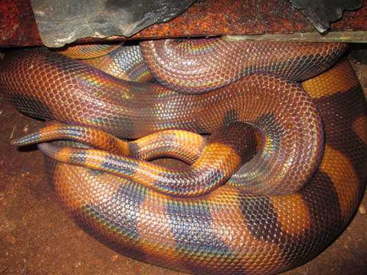 Bothrochilus Boa - reptilien-toms Webseite!