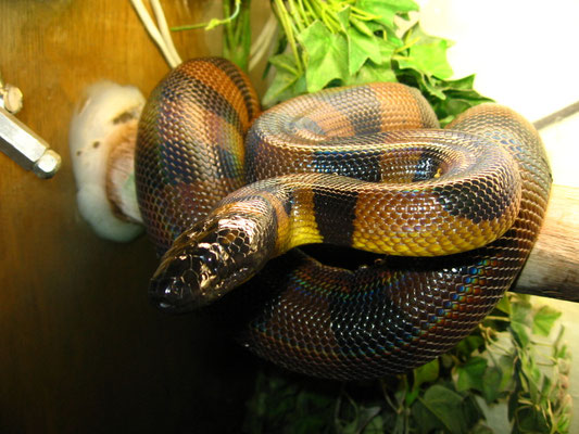 Bothrochilus Boa - reptilien-toms Webseite!