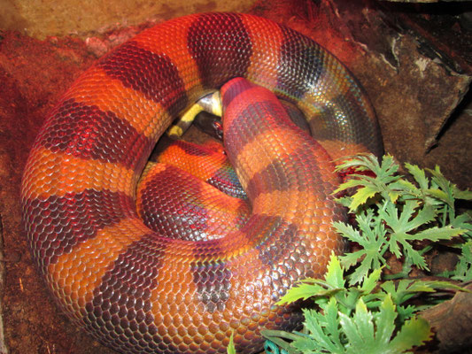 Bothrochilus Boa - reptilien-toms Webseite!