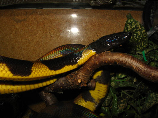 Bothrochilus Boa - reptilien-toms Webseite!