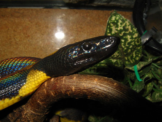 Bothrochilus Boa - reptilien-toms Webseite!