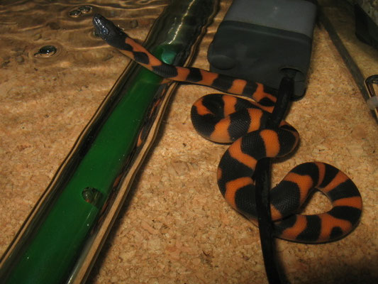 Bothrochilus Boa - reptilien-toms Webseite!