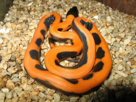 Bothrochilus Boa - reptilien-toms Webseite!