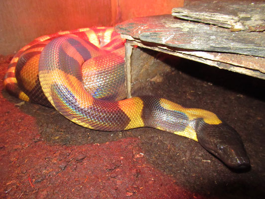 Bothrochilus Boa - reptilien-toms Webseite!