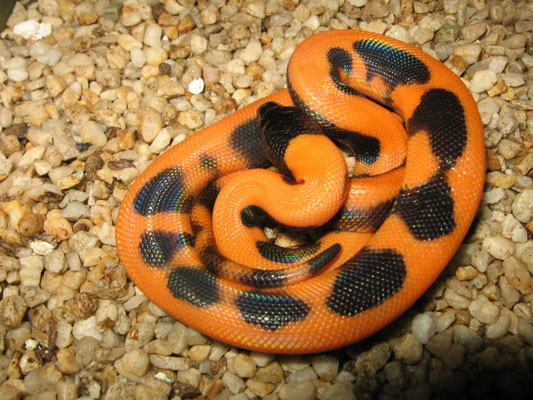 Bothrochilus Boa - reptilien-toms Webseite!