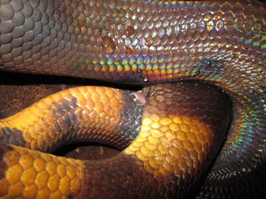 Bothrochilus Boa - reptilien-toms Webseite!