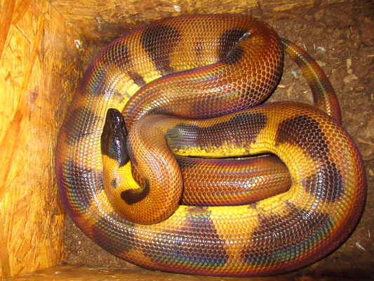 Bothrochilus Boa - reptilien-toms Webseite!