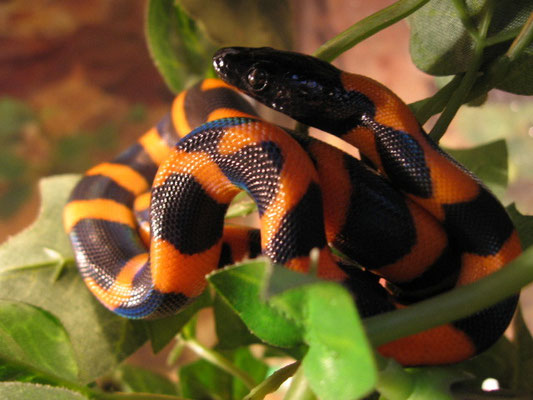 Bothrochilus Boa - reptilien-toms Webseite!