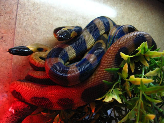 Bothrochilus Boa - reptilien-toms Webseite!