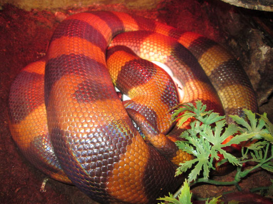 Bothrochilus Boa - reptilien-toms Webseite!