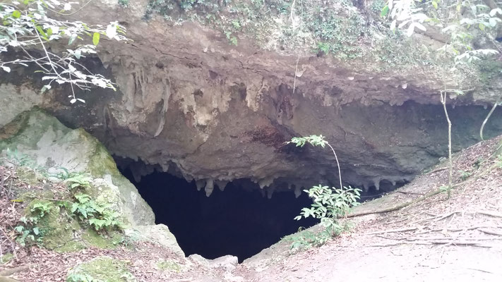 Puntas Tree House - Rincon Vacation Rental with Hotel Amenities