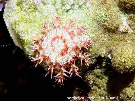 Acanthaster planci - Site de nomadica