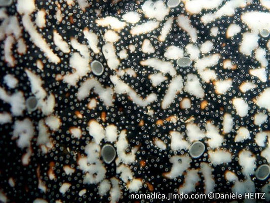 Botryllus sp - Site de nomadica