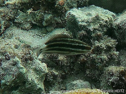 Chlorurus sordidus - Site de nomadica