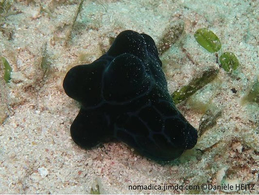 Coriocella nigra - Site de nomadica
