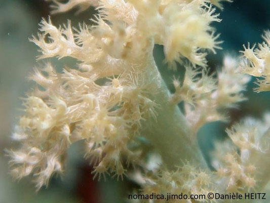 Litophyton arboreum - Site de nomadica