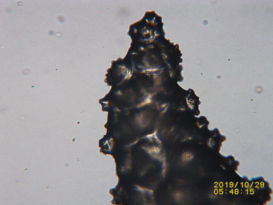 Lobophytum pauciflorum - Site de nomadica