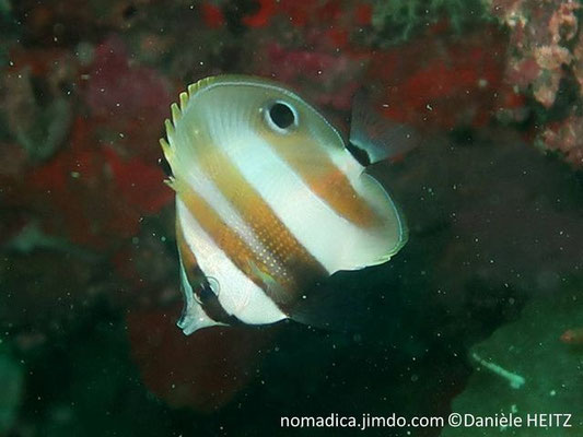 Coradion chrysozonus - Site de nomadica