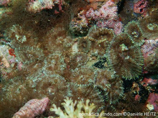 Rhodactis inchoata - Site de nomadica