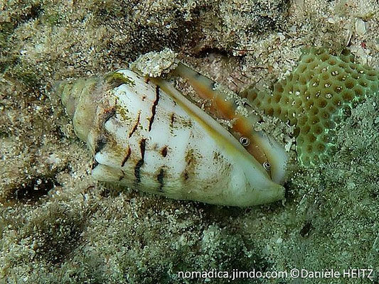 Conomurex fasciatus - Site de nomadica