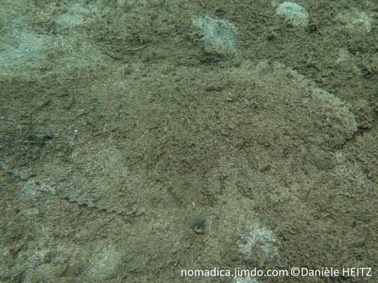 Brachirus heterolepis - Site de nomadica