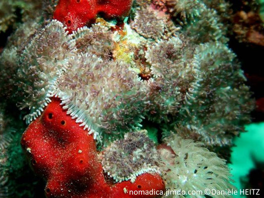 Rhodactis rhodostoma - Site de nomadica