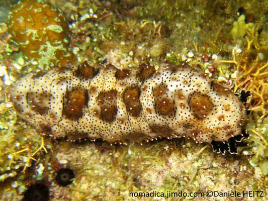 Pearsonothuria graeffei - Site de nomadica