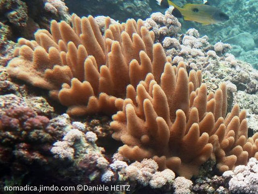 Lobophytum pauciflorum - Site de nomadica