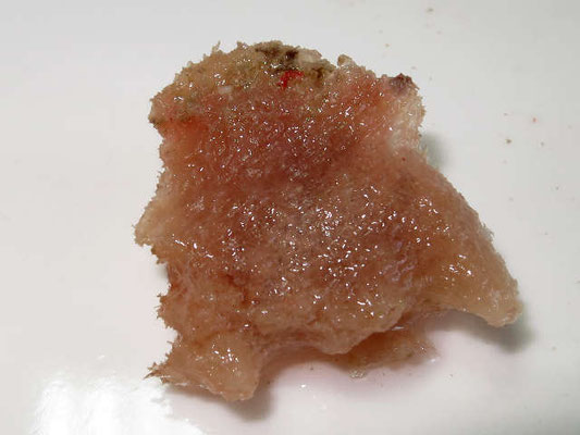 Xestospongia testudinaria - Site de nomadica