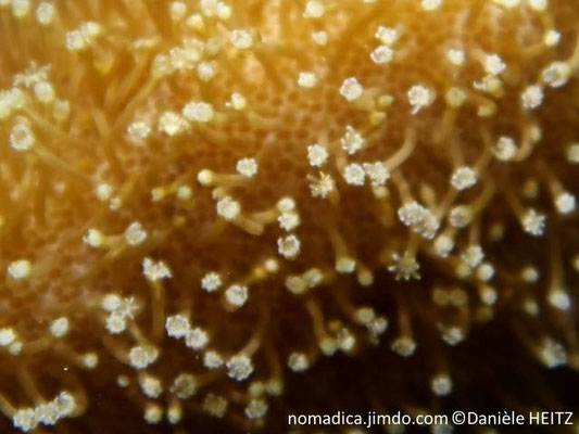 Lobophytum depressum - Site de nomadica