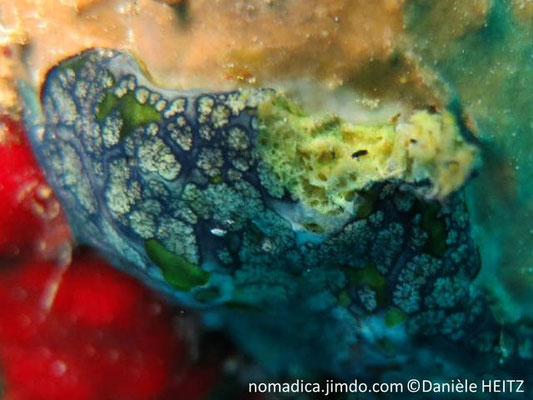 Hemimycale arabica - Site de nomadica