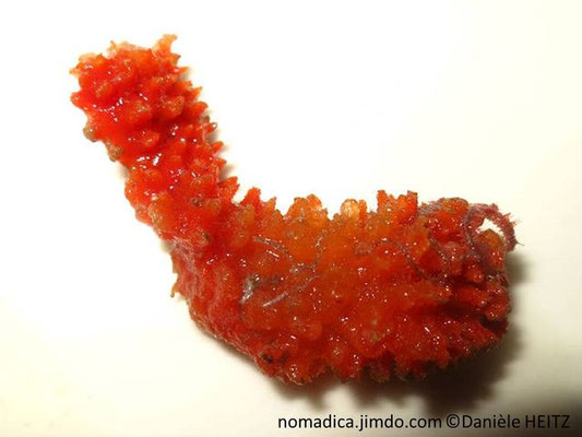 Ptilocaulis spiculifer - Site de nomadica