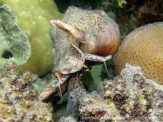 Lambis truncata sebae - Site de nomadica