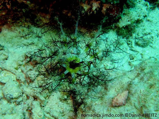 Massinium magnum - Site de nomadica