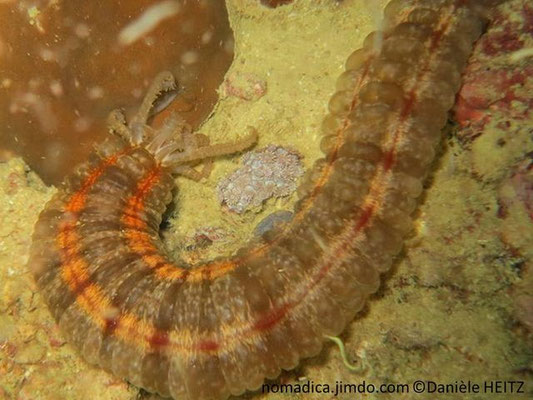 Opheodesoma spectabilis - Site de nomadica