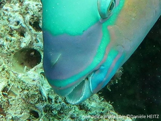 Chlorurus sordidus - Site de nomadica