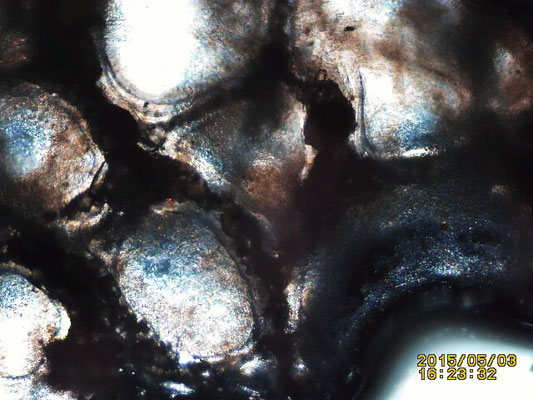 Dysidea cinerea - Site de nomadica