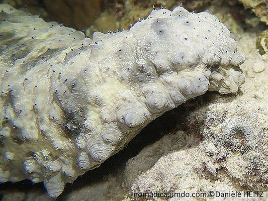 Stichopus horrens - Site de nomadica