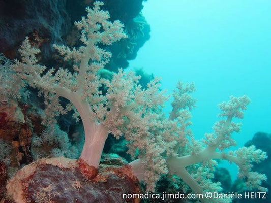 Litophyton arboreum - Site de nomadica