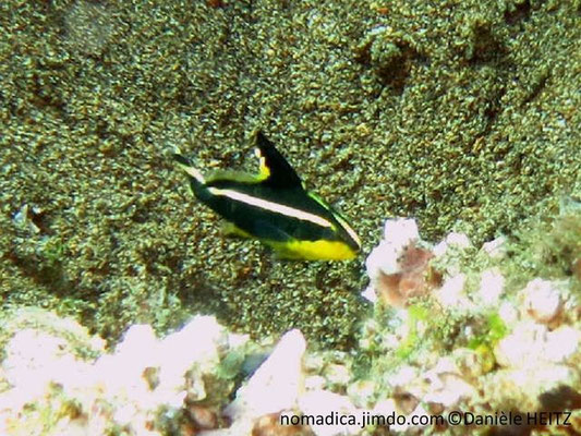 Diagramma labiosum - Site de nomadica