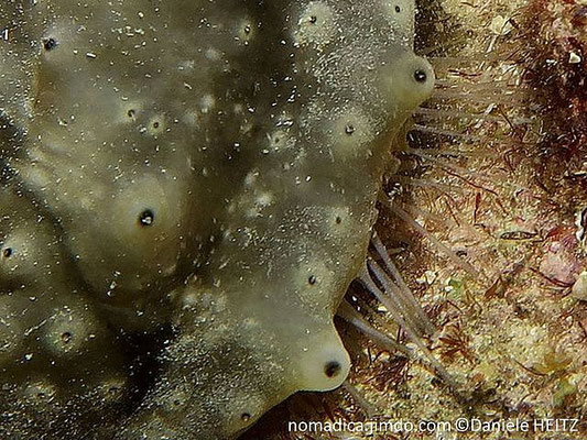 Stichopus horrens - Site de nomadica