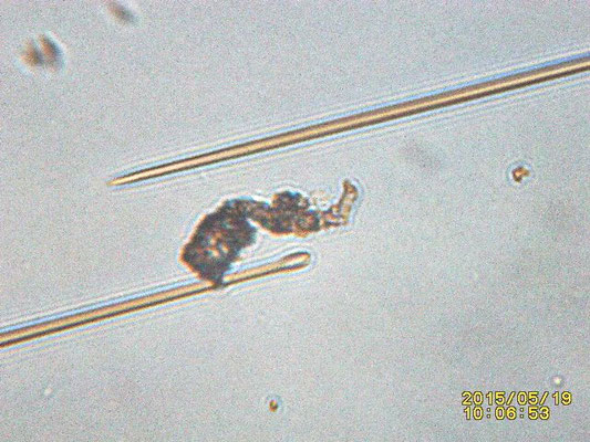 Mycale (Arenochalina) euplectellioides - Site de nomadica