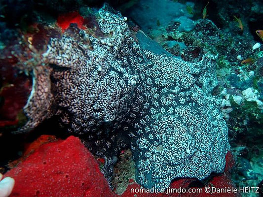 Botryllus sp - Site de nomadica