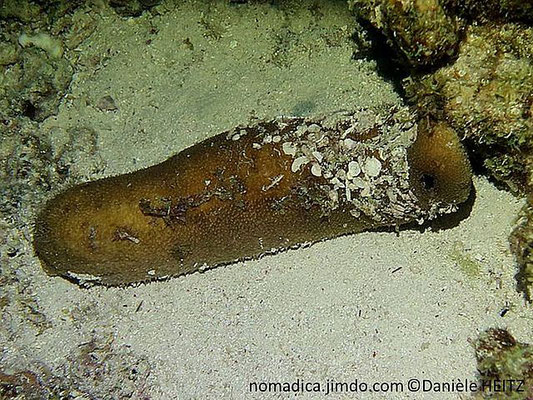 Bohadschia vitiensis - Site de nomadica