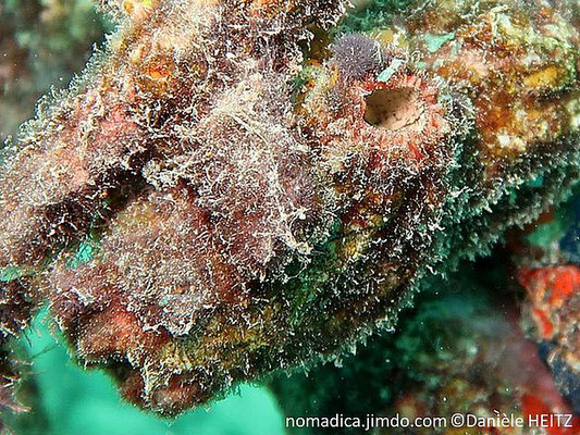 Polycarpa mytiligera - Site de nomadica