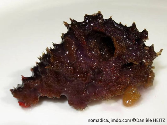 Ircinia variabilis - Site de nomadica